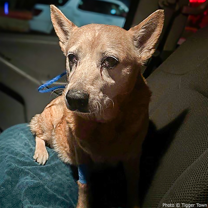 People Are Confused Over This Photo Of A 'Headless' Dog | The Animal ...