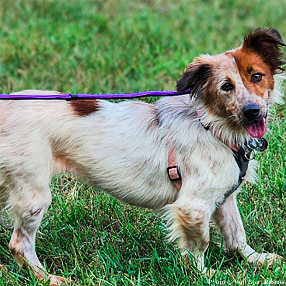 People Are Confused Over This Photo Of A 'Headless' Dog | The Animal ...