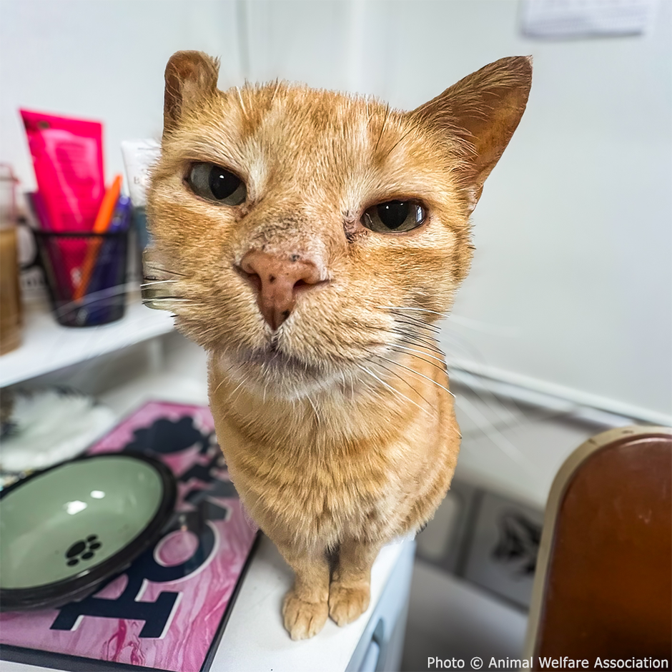 7 Ways To Convince Feral Cats to Take Shelter | The Animal Rescue Site