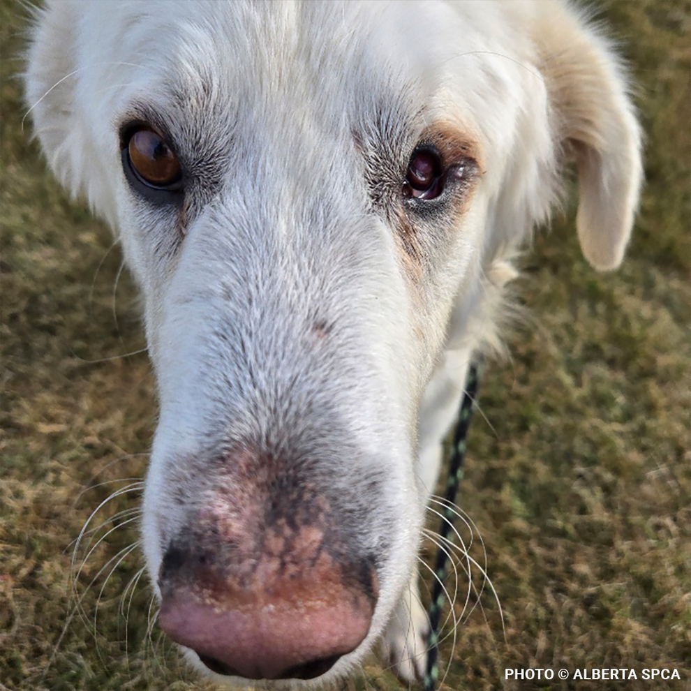 Funded: Starving Hardy with Severely Injured Eye Needs Critical Surger ...