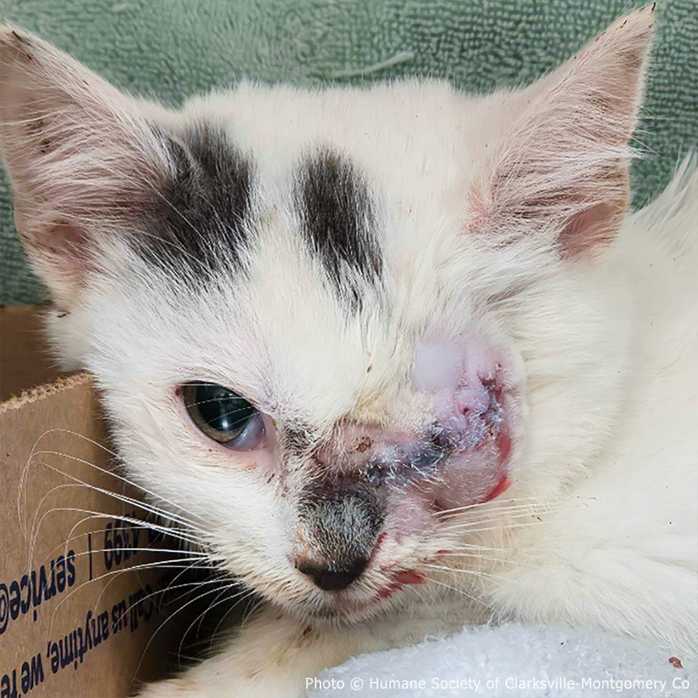 Funded: Kitten Near Death with Ruptured Eye Needs Your Support to Surv ...
