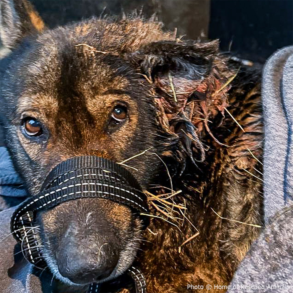Funded: Severely Wounded Ukraine Dog Going Into Shock Needs Your Help ...