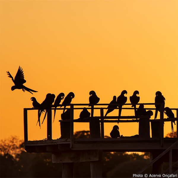 Help Save Vulnerable Parrots from Poachers and Deforestation | The ...