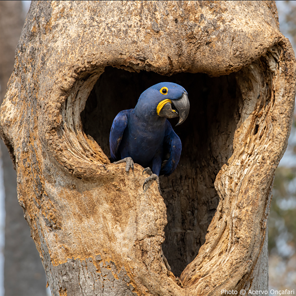 Help Save Vulnerable Parrots from Poachers and Deforestation | The ...