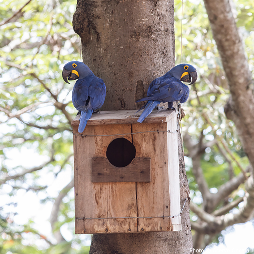 Help Save Vulnerable Parrots from Poachers and Deforestation | The ...