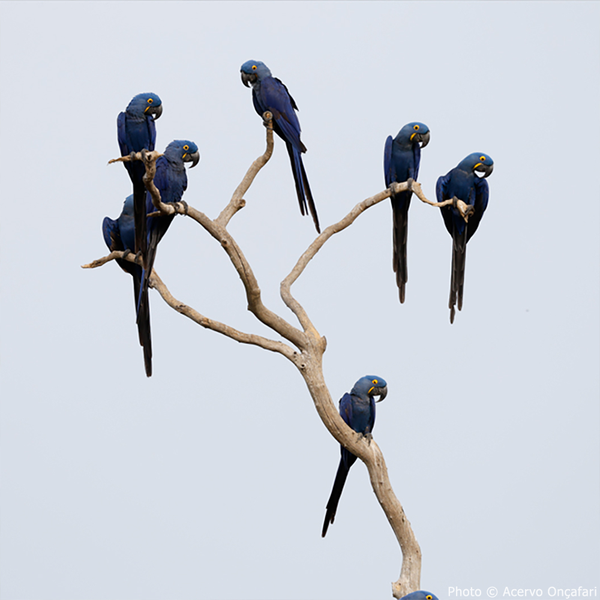 Help Save Vulnerable Parrots from Poachers and Deforestation | The ...