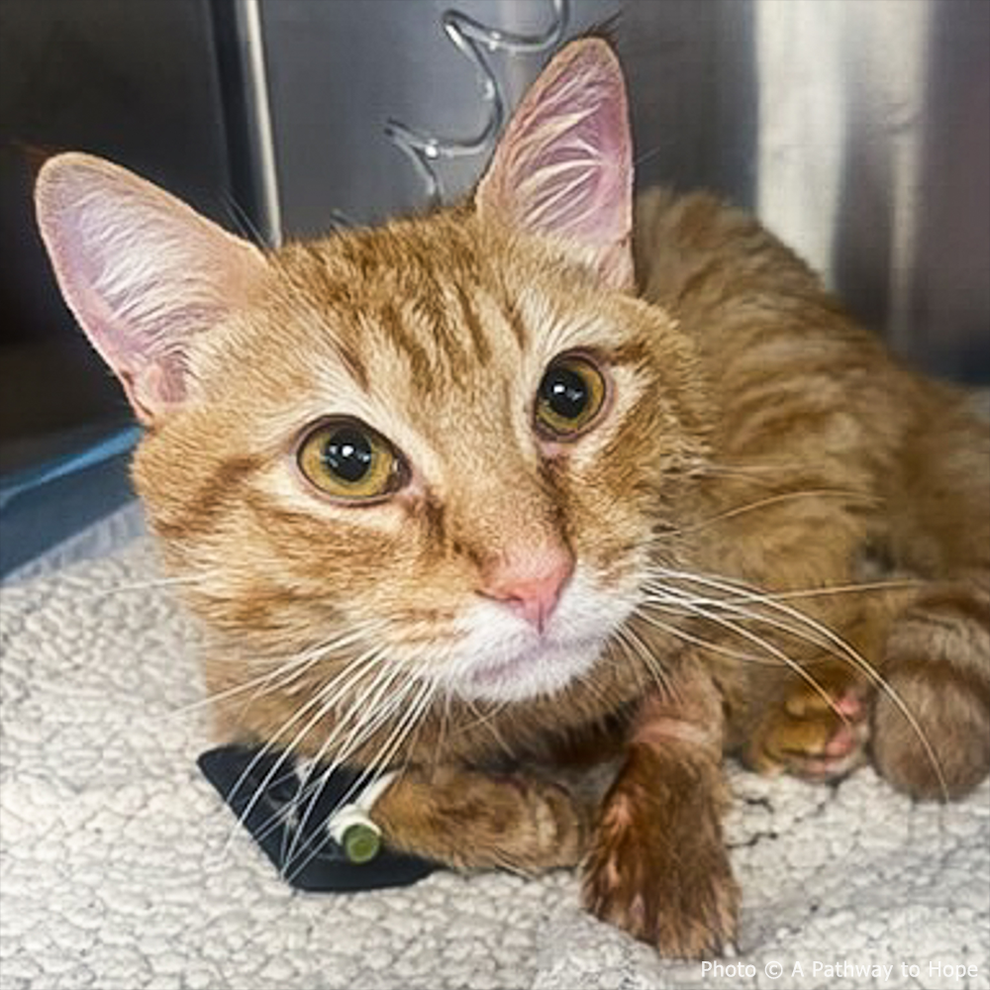 Funded: Winston is Suffering with Multiple Fractures and Needs Your Su ...