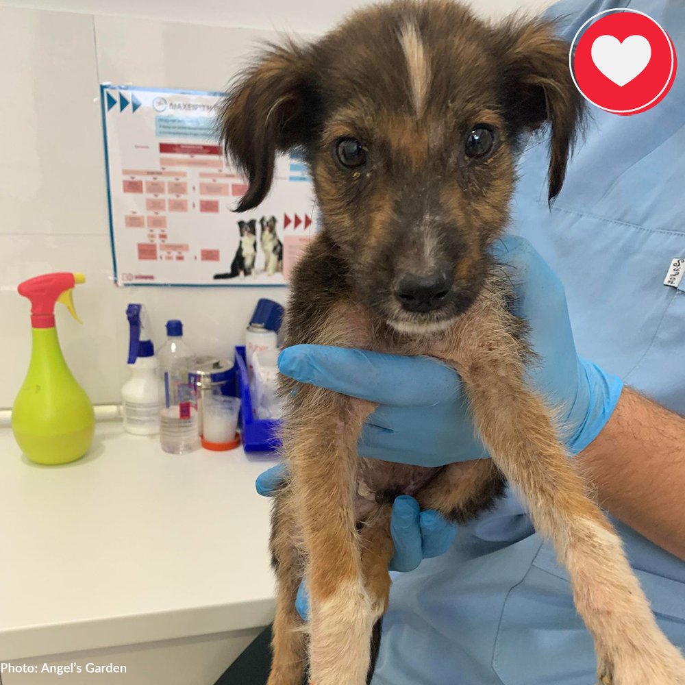 7 Ways To Convince Feral Cats to Take Shelter | The Animal Rescue Site