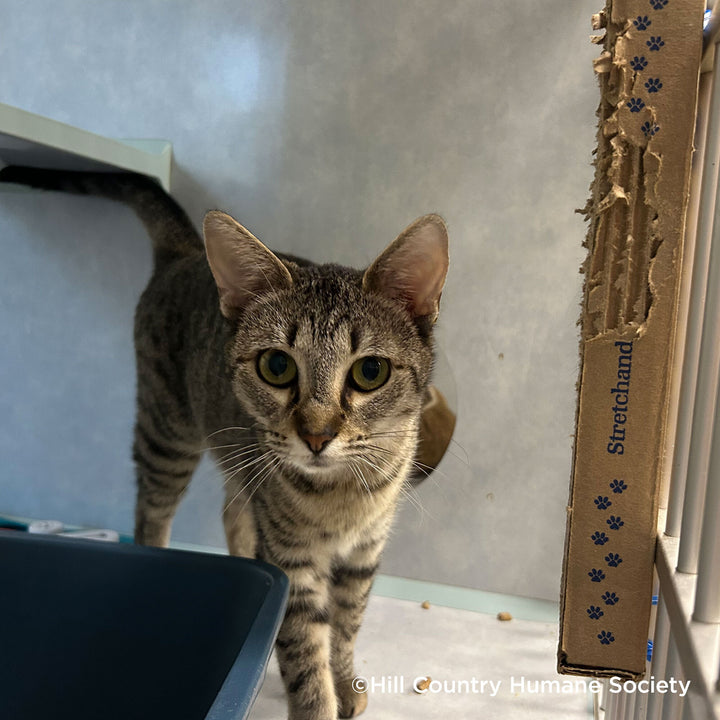 thomas-j-o-connor-animal-control-and-adoption-center | The Animal ...