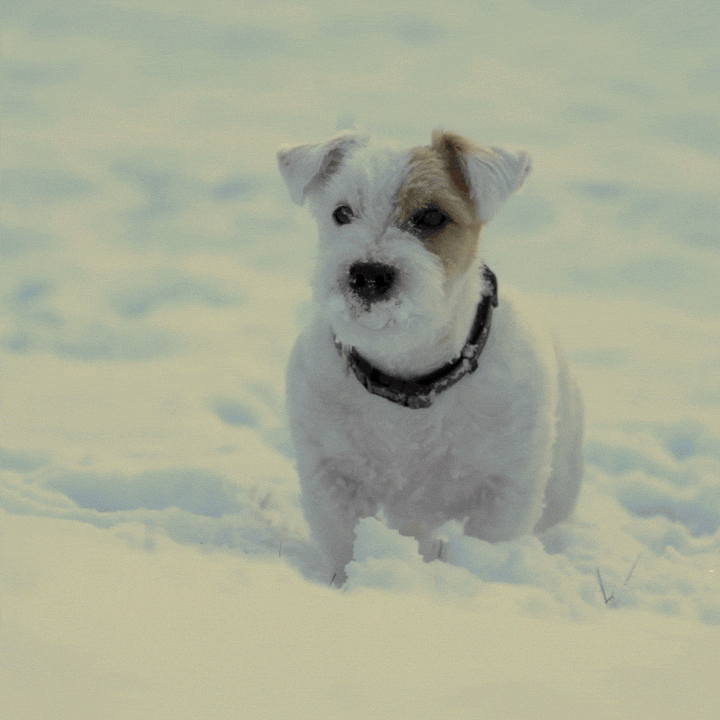 thomas-j-o-connor-animal-control-and-adoption-center | The Animal ...
