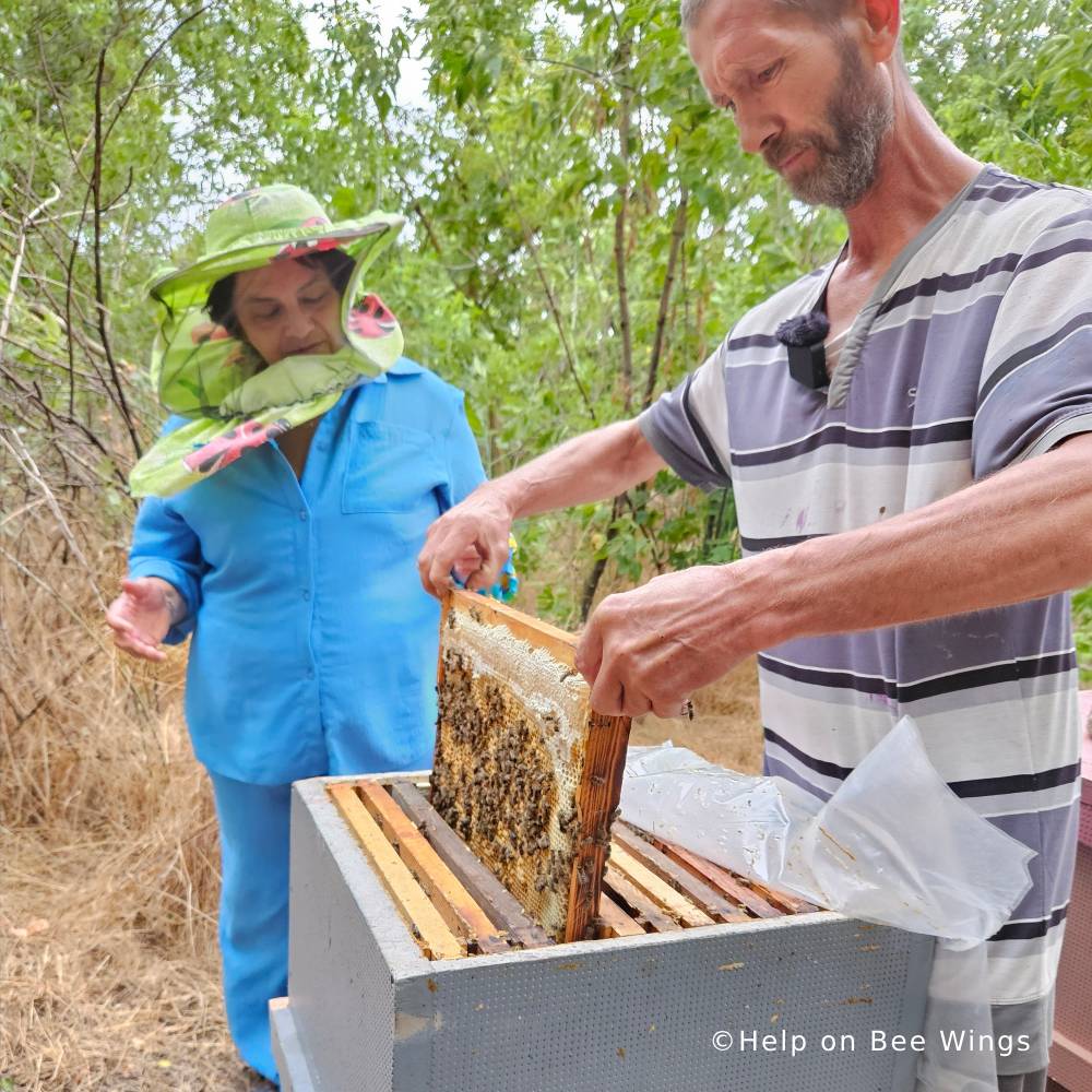 Help Save Bees Devastated by War in Ukraine | The Animal Rescue Site