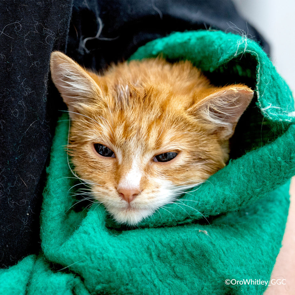 thomas-j-o-connor-animal-control-and-adoption-center | The Animal Rescue Site