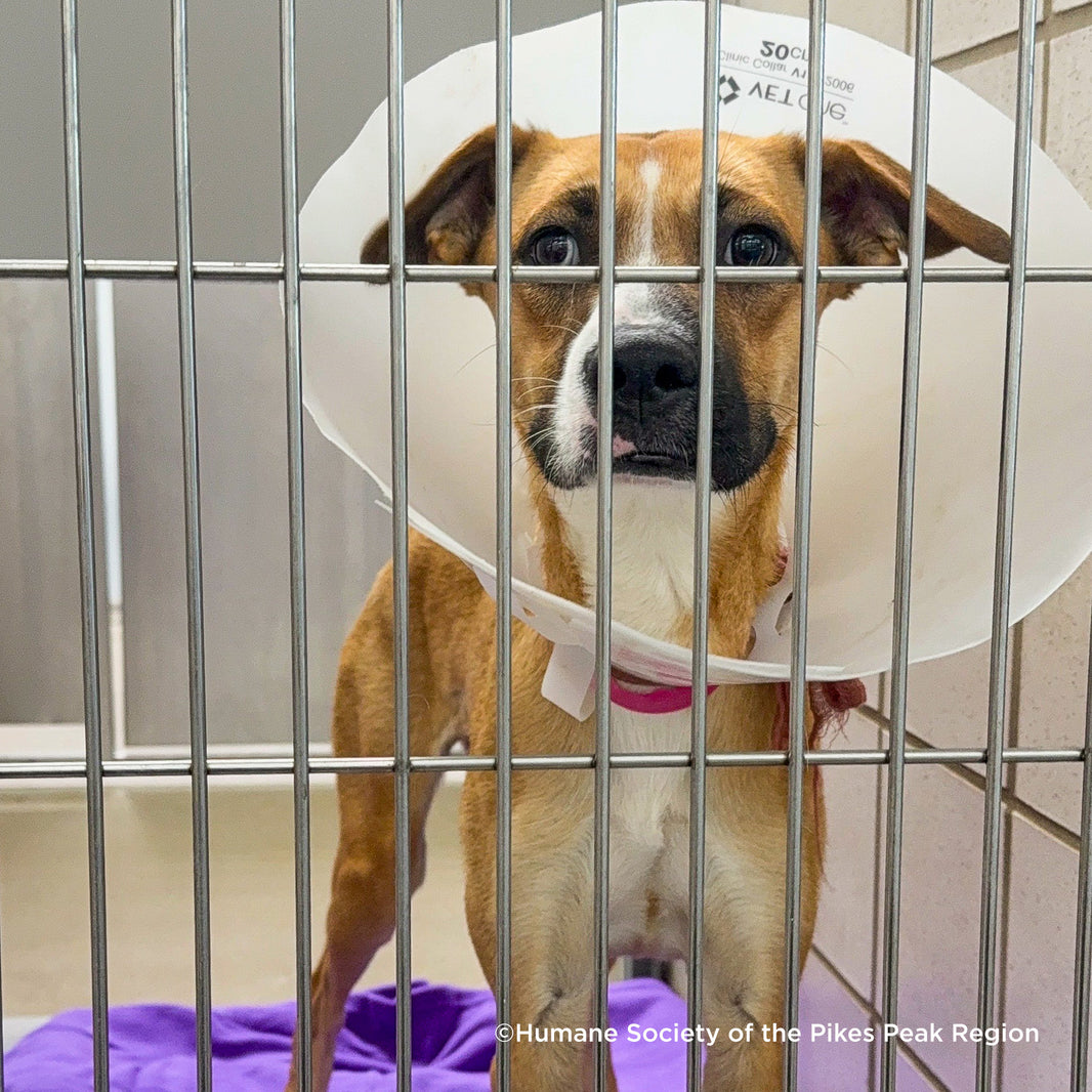 small-breed-rescue-of-east-tennessee-2695 | The Animal Rescue Site