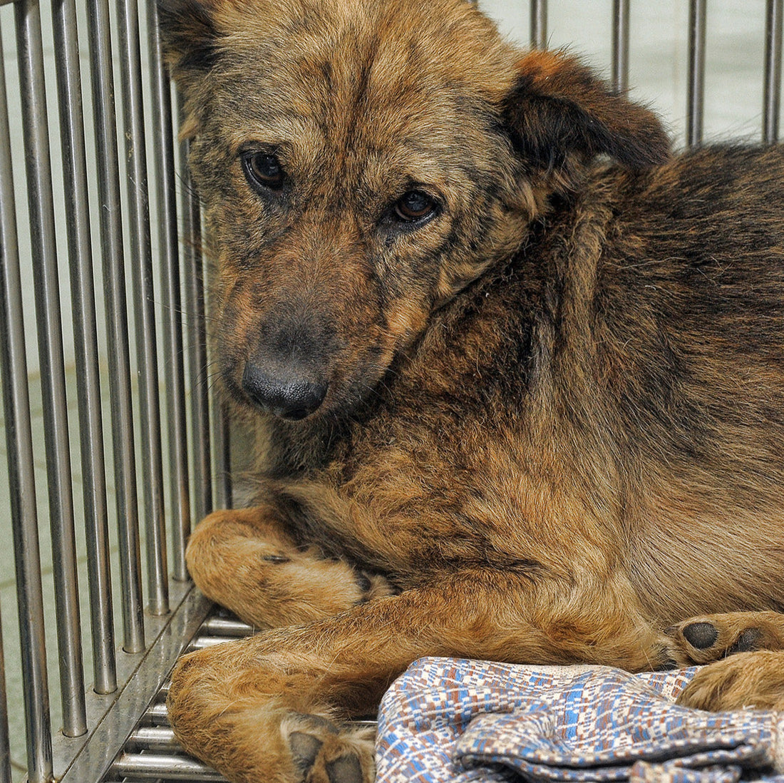 PAWS LIFELINE FUND: Rescue Pets From Major Cases of Abuse and Neglect ...