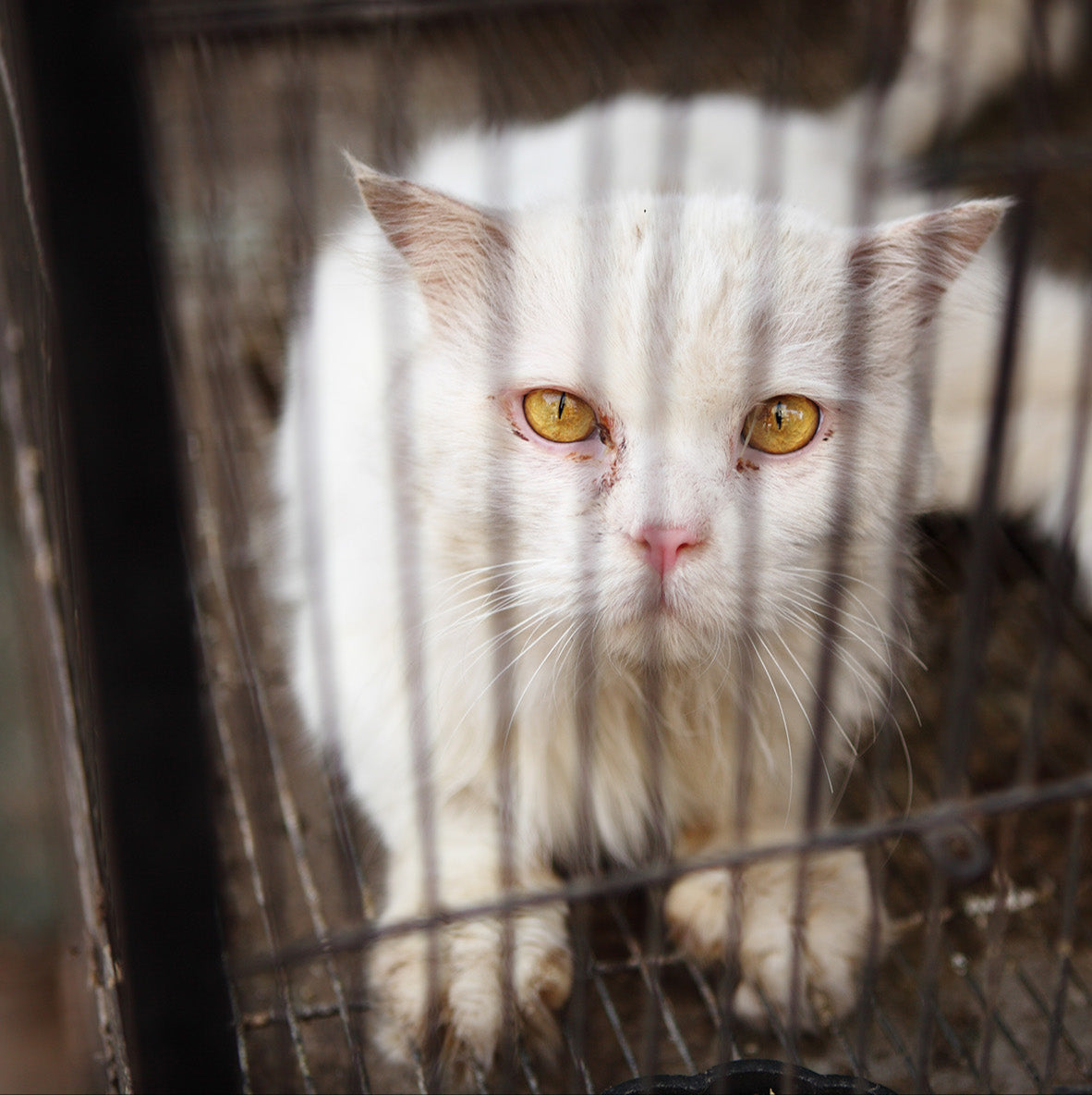 PAWS LIFELINE FUND: Rescue Pets From Major Cases of Abuse and Neglect ...