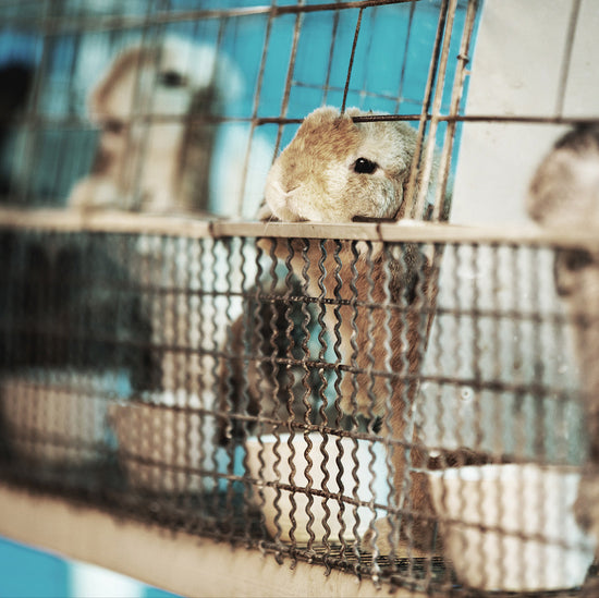 Save Pets' Lives After Major Cases of Abuse and Neglect | The Animal ...