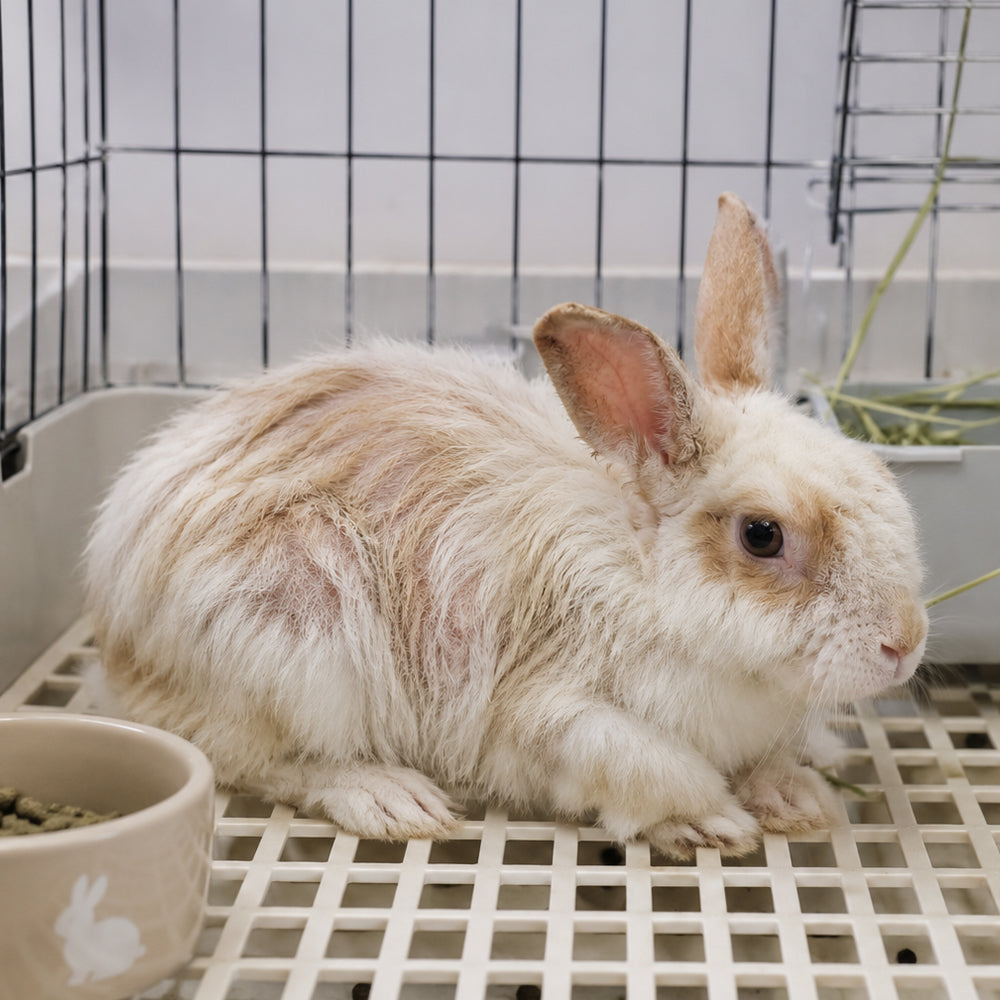 thomas-j-o-connor-animal-control-and-adoption-center | The Animal ...