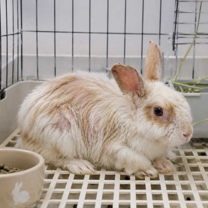 thomas-j-o-connor-animal-control-and-adoption-center | The Animal ...