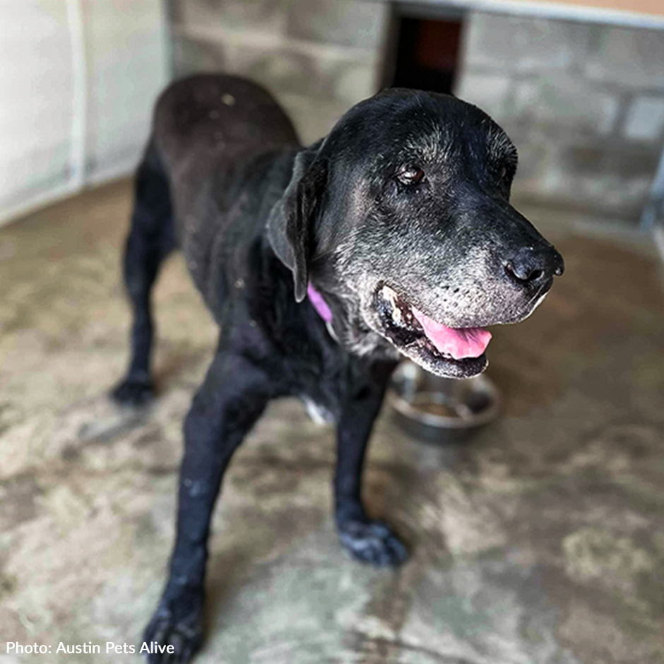 small-breed-rescue-of-east-tennessee-2695 | The Animal Rescue Site