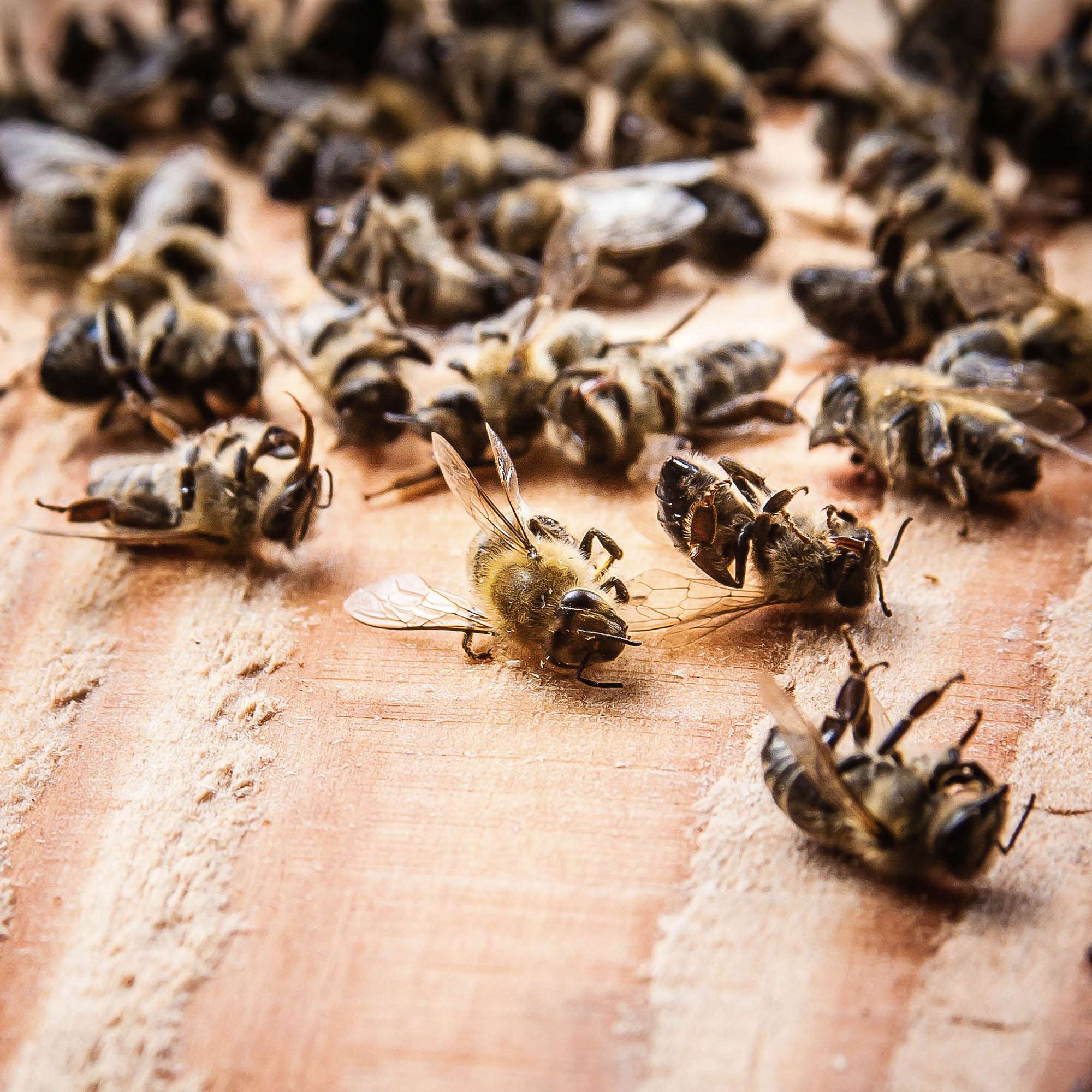 Project Peril: Help Feed Starving Bees | The Animal Rescue Site