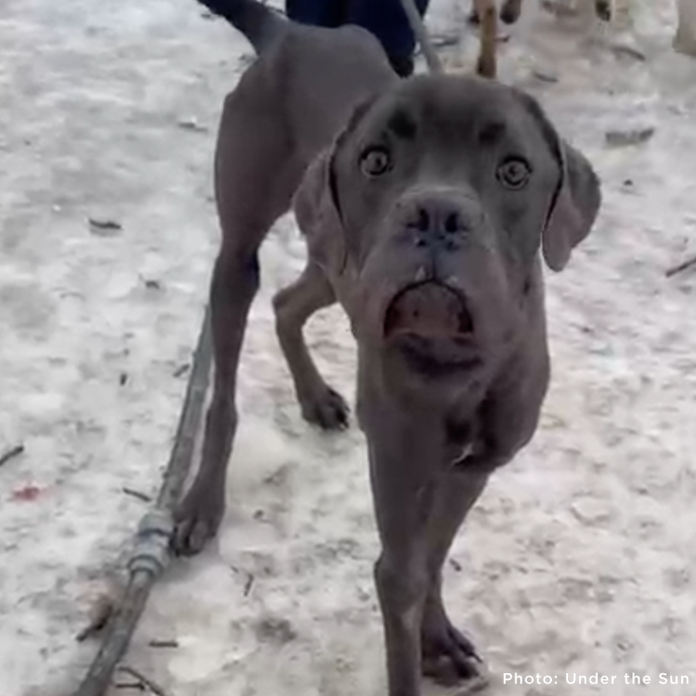 Funded: Emaciated Dogs Rescued from War-Torn Village Need Your Support ...