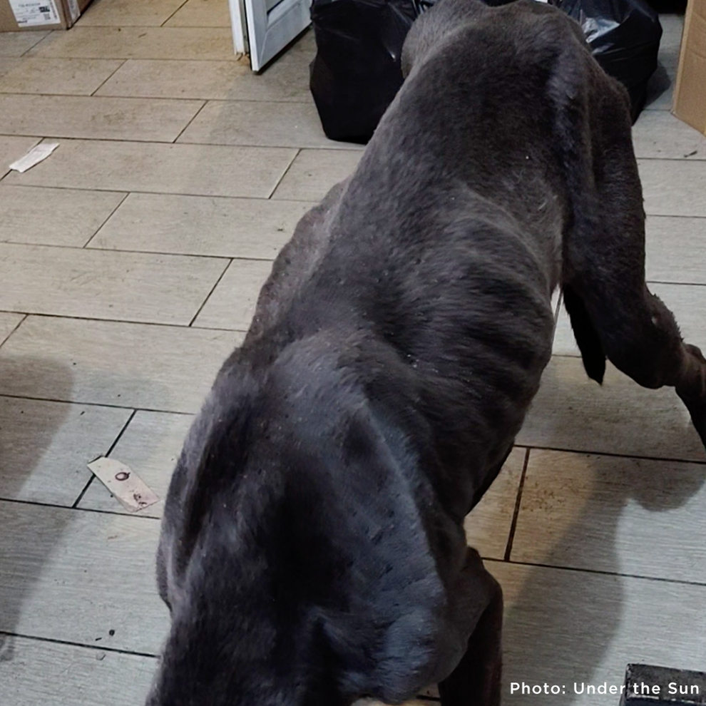 Funded: Emaciated Dogs Rescued from War-Torn Village Need Your Support ...