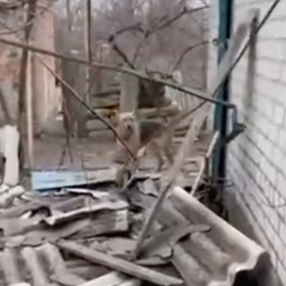 Help Elliot, Traumatized From War Zone, Heal | The Animal Rescue Site