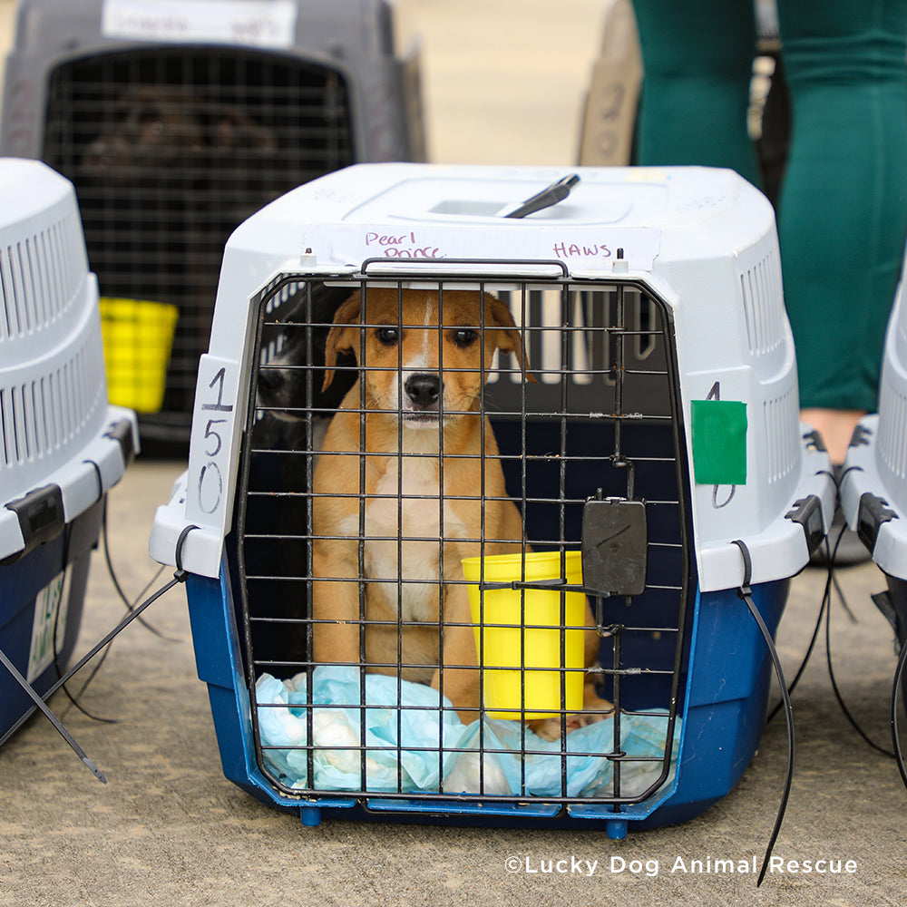 EMERGENCY EVACUATIONS: Fly Pets Out of Hurricane-Ravaged Shelters | The ...