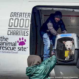 Help Fly Pets to Freedom | The Animal Rescue Site