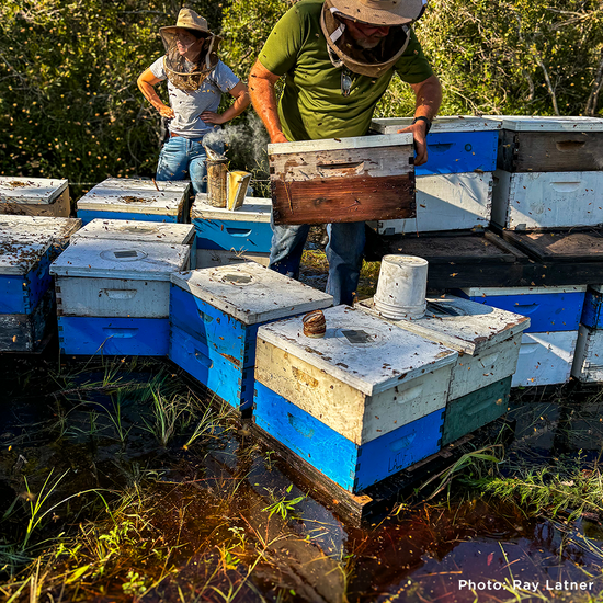 Help Feed Starving Bees | The Animal Rescue Site