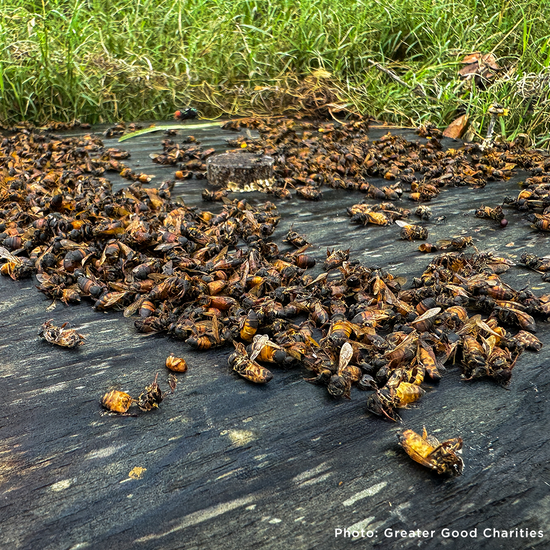 Help Feed Starving Bees | The Animal Rescue Site