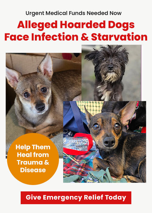 The Animal Rescue Site Click To Give | Free Ways to Help Feed Rescue ...