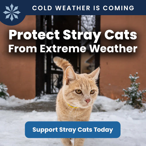 Found a Stray? What to Do and What Not to Do. | The Animal Rescue Site