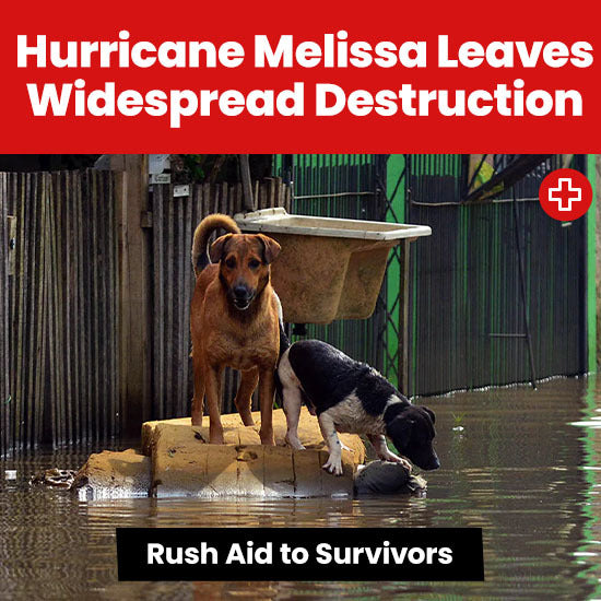 Woman Goes to Shelter Only to Volunteer, Ends Up Bringing Home Two ...