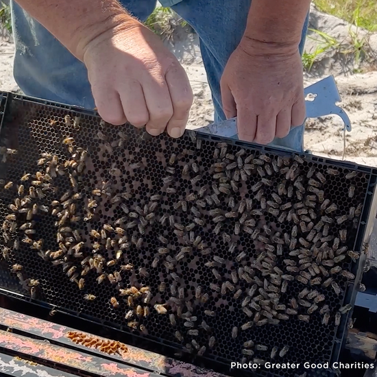 Help Feed Starving Bees | The Animal Rescue Site