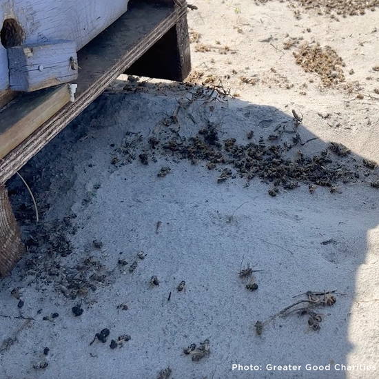 Help Feed Starving Bees | The Animal Rescue Site