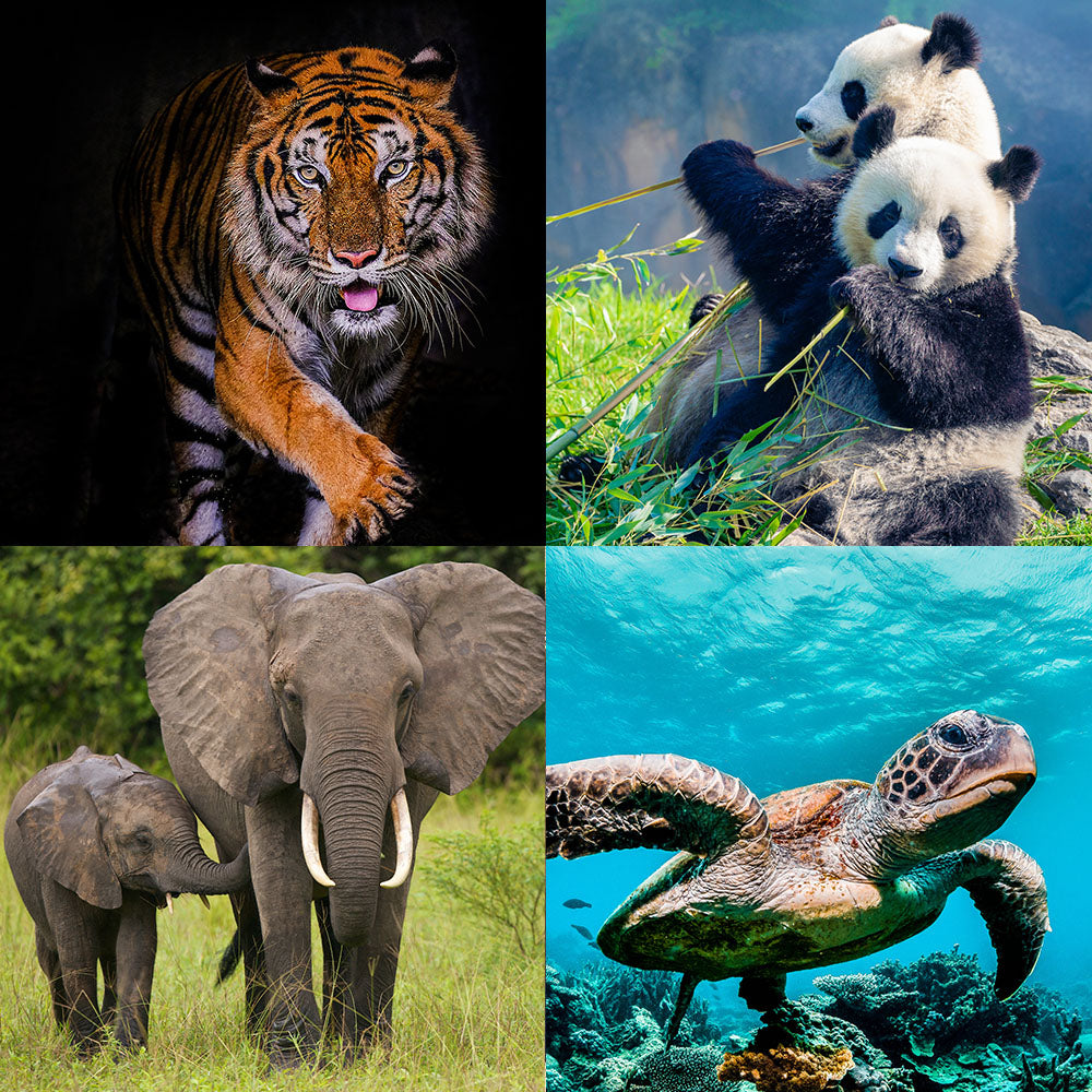 Project Peril: Act Now Before Critically Endangered Species Disappear ...