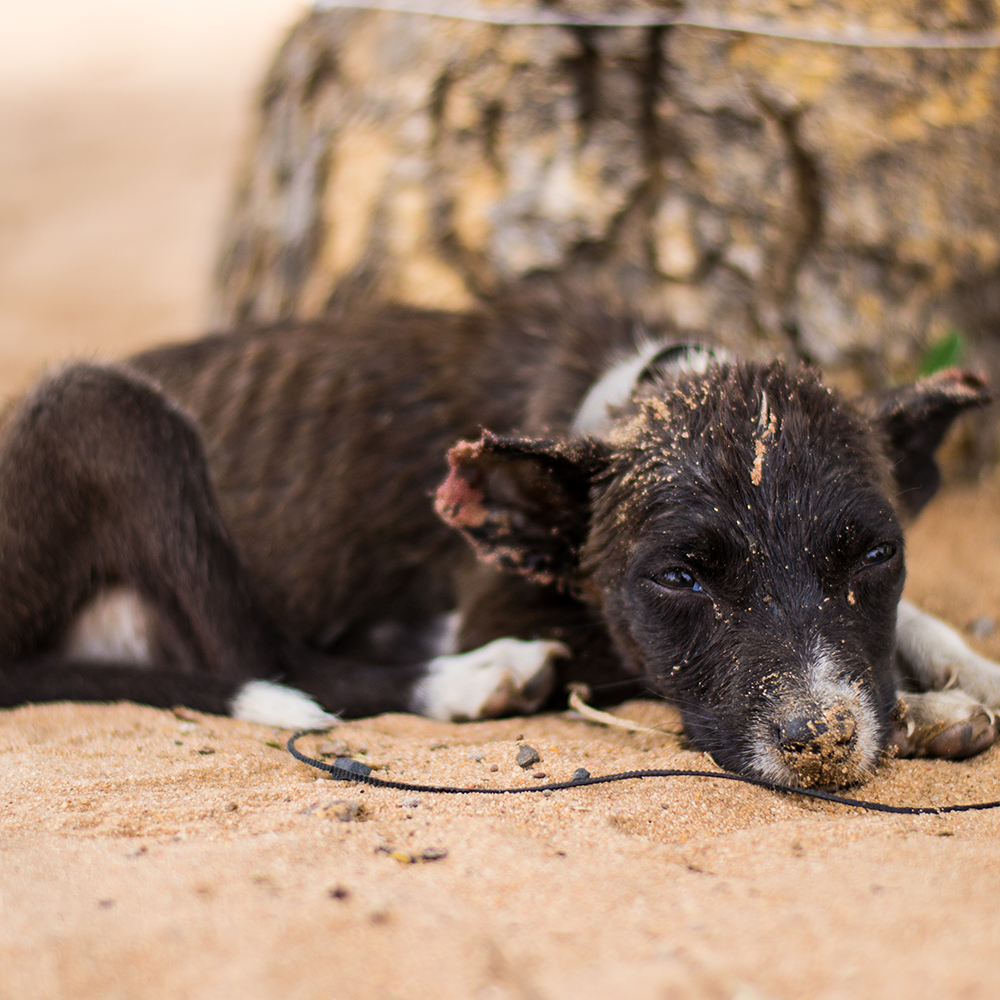 300+ Pets Rescued in Horrific Animal Welfare Case | The Animal Rescue Site