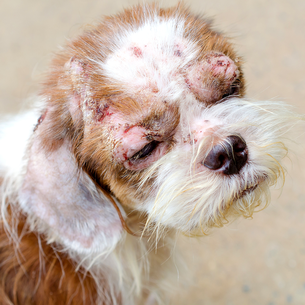 Save Pets' Lives After Major Cases of Abuse and Neglect | The Animal ...