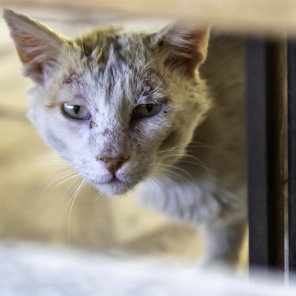 Save Pets' Lives After Major Cases of Abuse and Neglect | The Animal ...