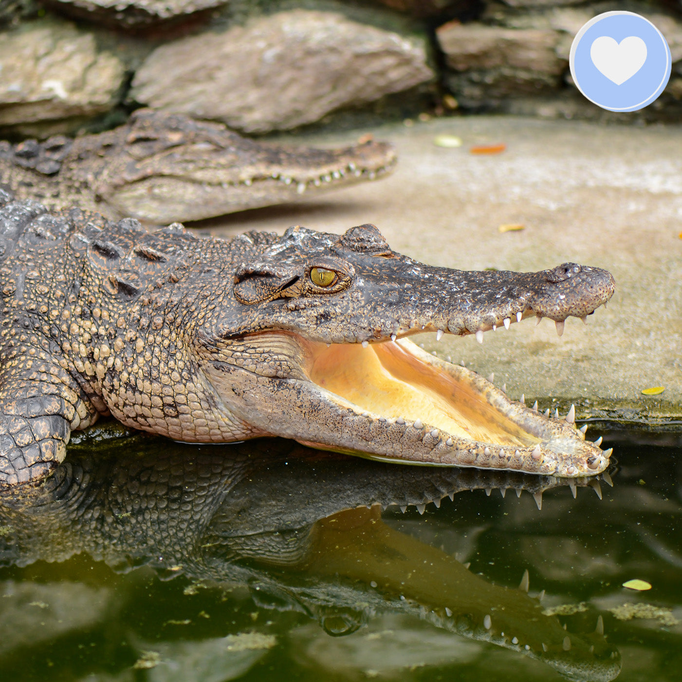 Project Peril: Help Save the Siamese Crocodile | The Animal Rescue Site
