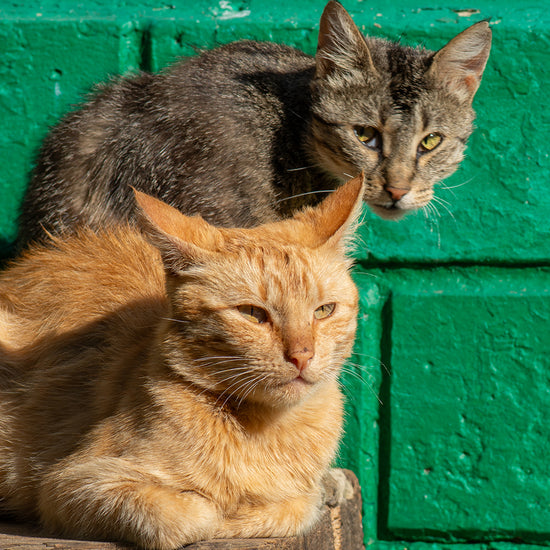 Protect Vulnerable Cats From Extreme Heat | The Animal Rescue Site