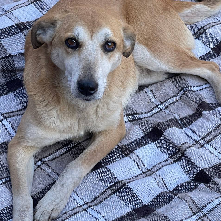 harris-county-pets-366 | The Animal Rescue Site