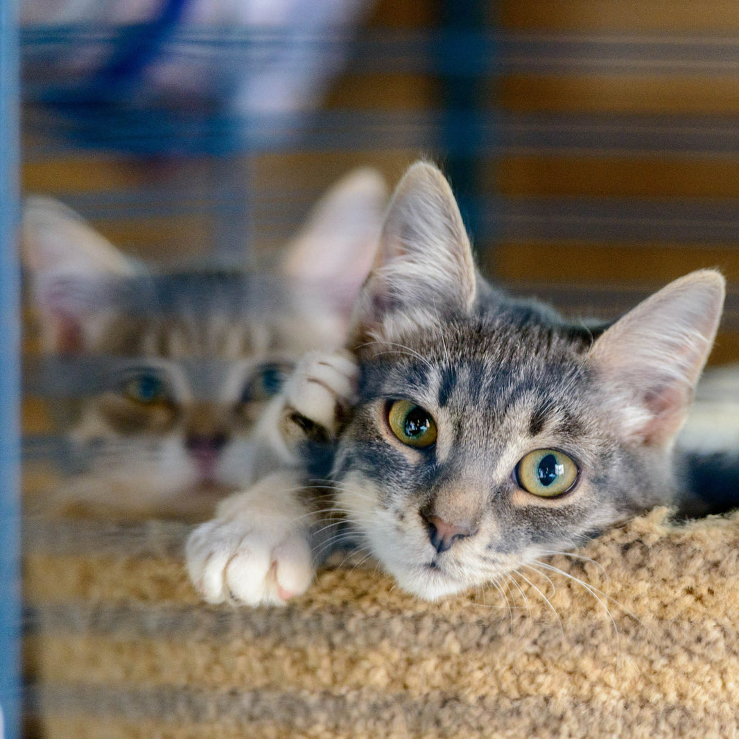 thomas-j-o-connor-animal-control-and-adoption-center | The Animal ...