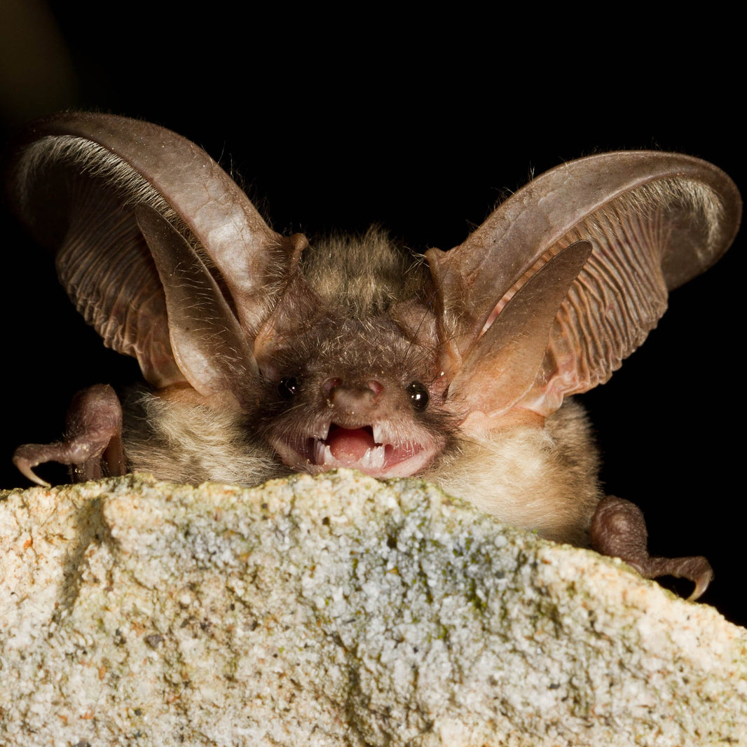 the-animal-league-of-green-valley-339 | The Animal Rescue Site