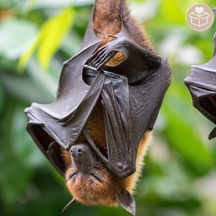 the-animal-league-of-green-valley-339 | The Animal Rescue Site