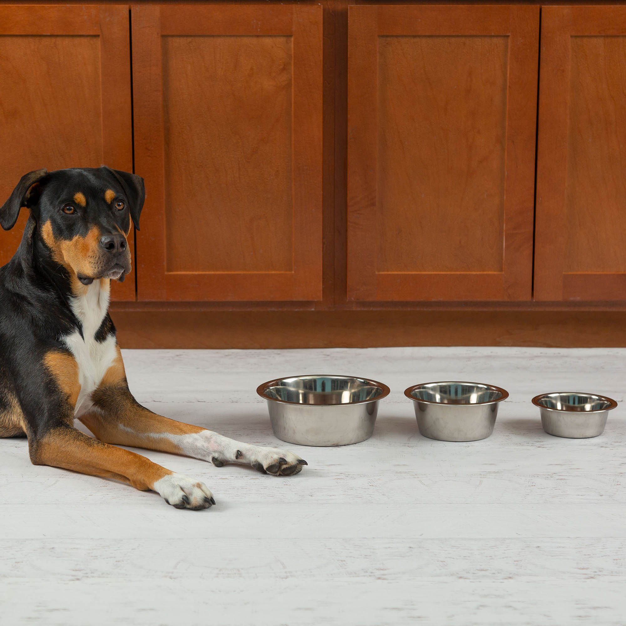 Stainless Steel Pet Dish | The Animal Rescue Site