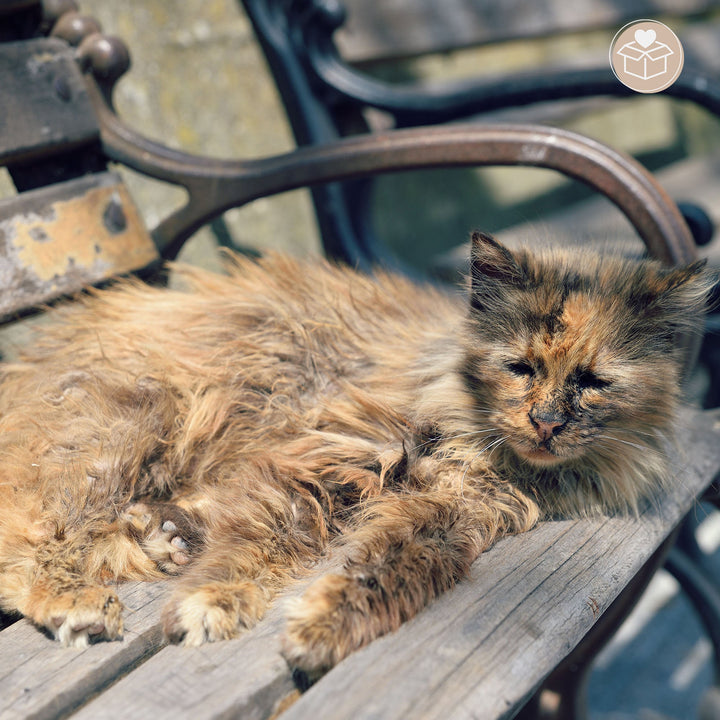 thomas-j-o-connor-animal-control-and-adoption-center | The Animal ...