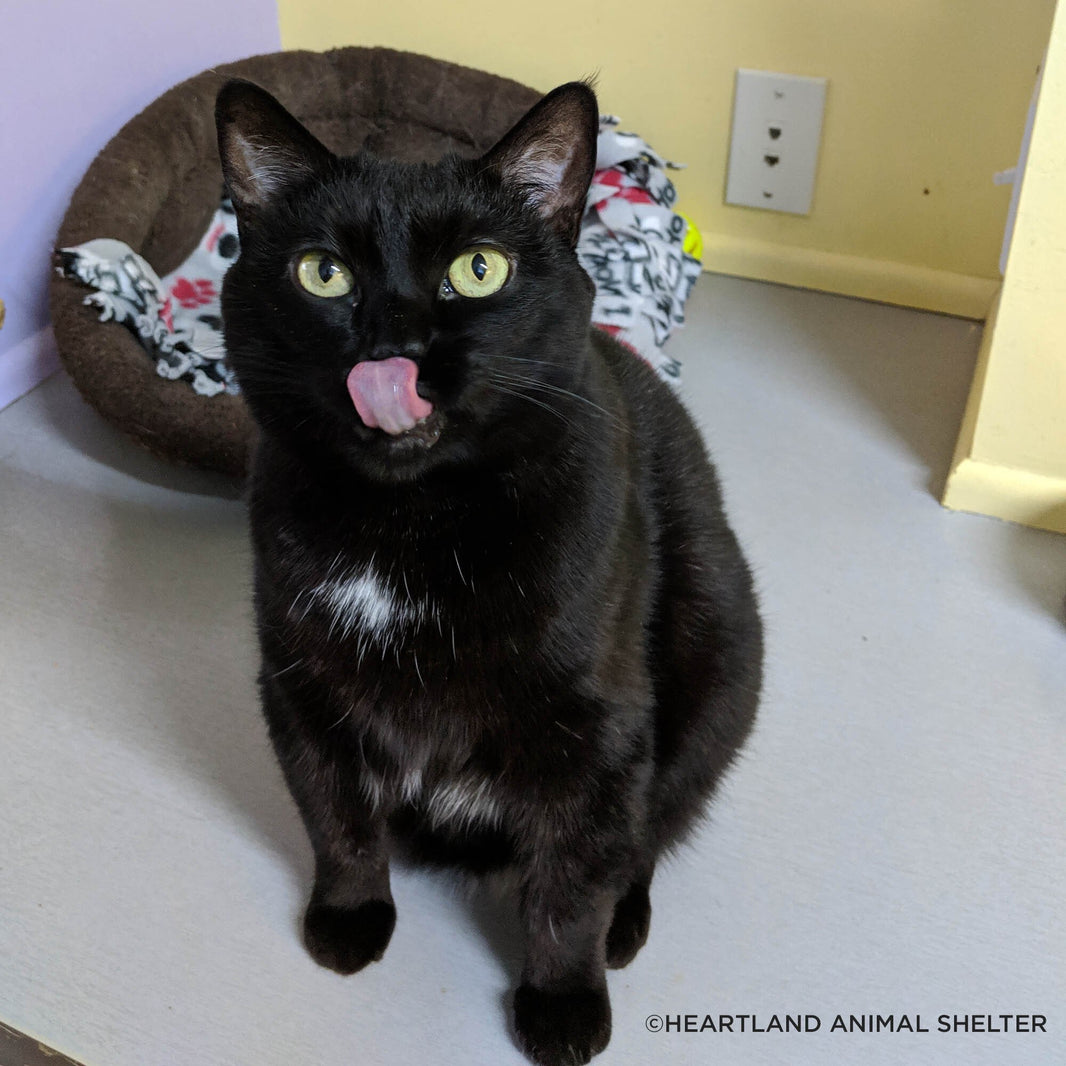 thomas-j-o-connor-animal-control-and-adoption-center | The Animal ...