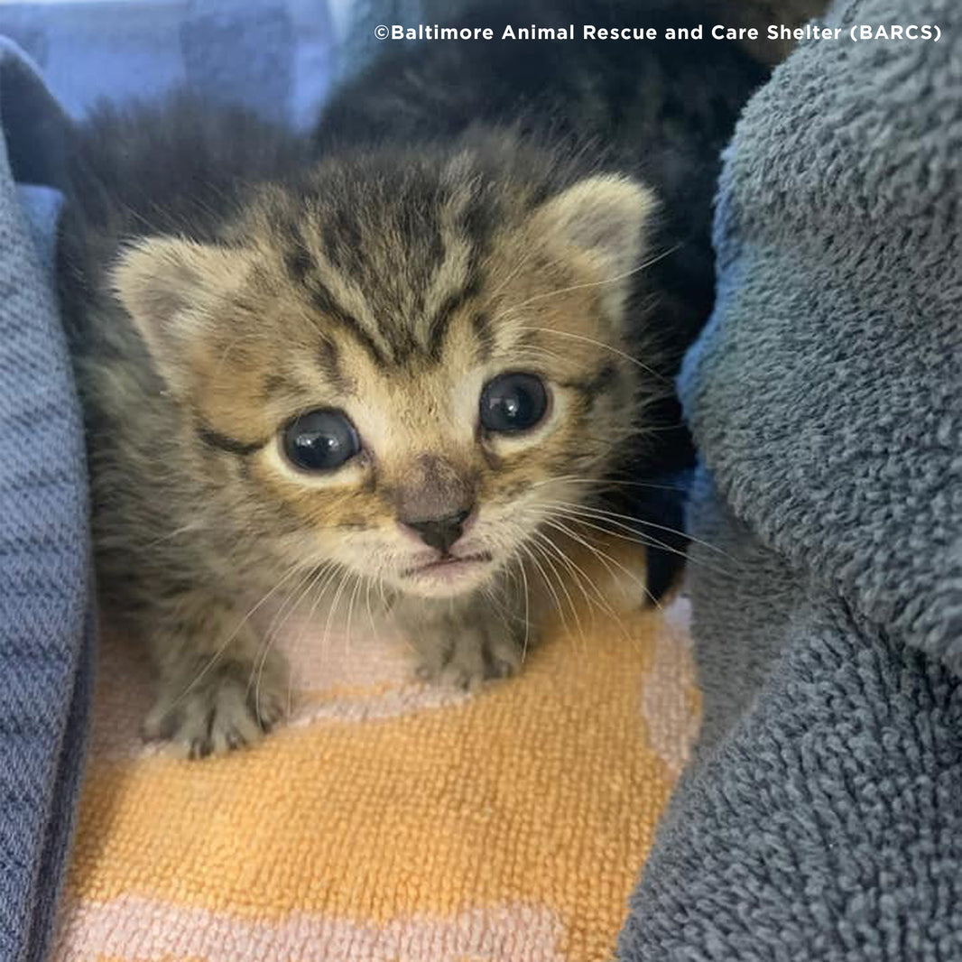 harris-county-pets-366 | The Animal Rescue Site